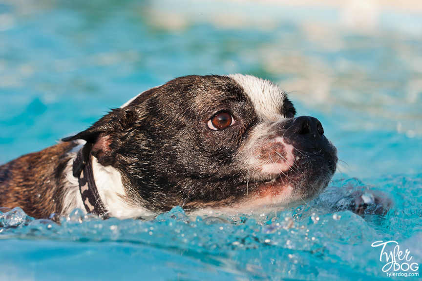 Pool Party - Cooper Dog Park